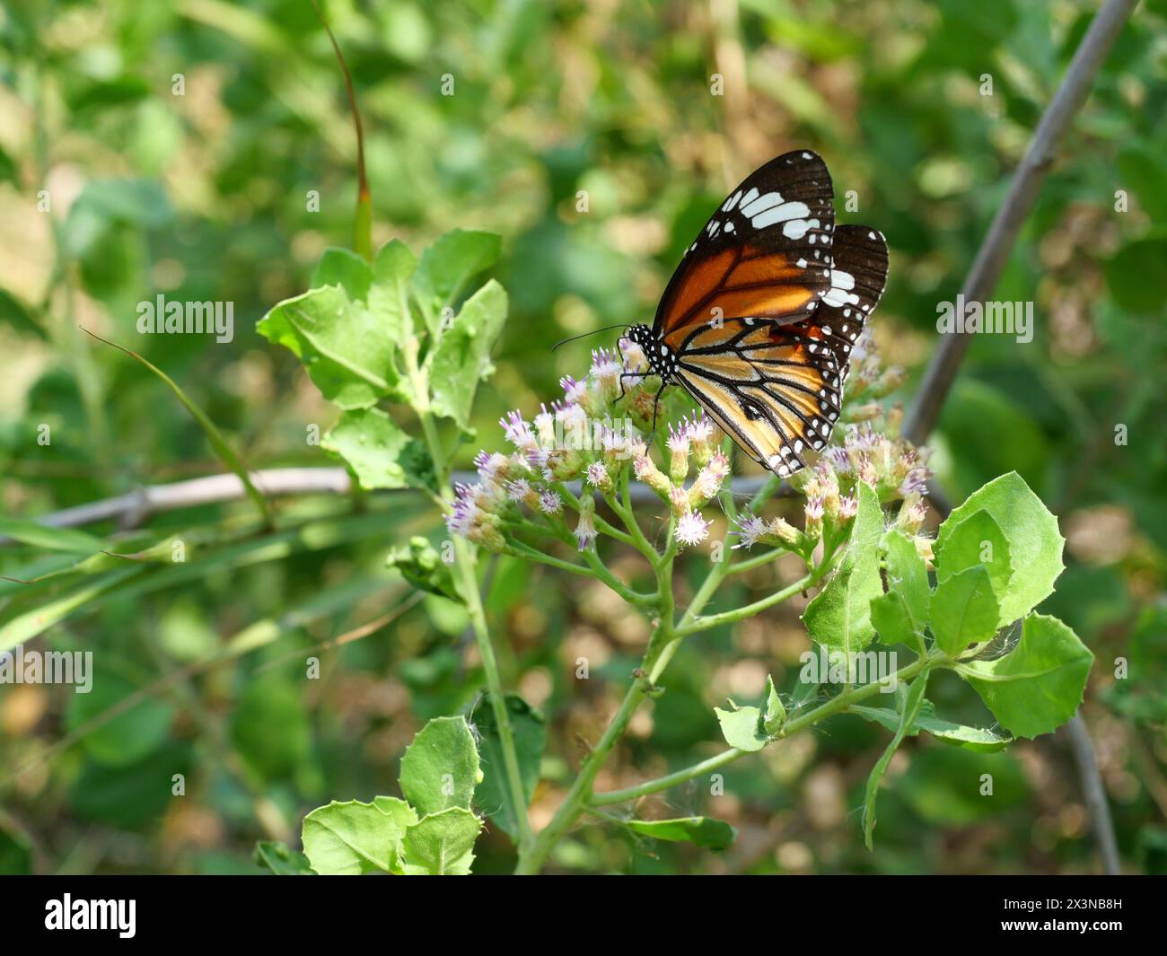 Orange with white and black color pattern on Common Tiger butterfly ...