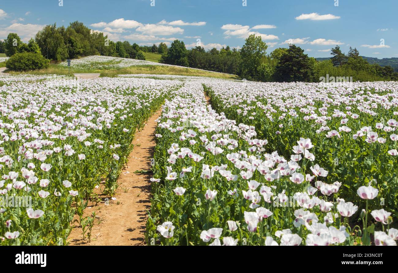 flowering opium poppy field in Latin papaver somniferum, with dirt road ...