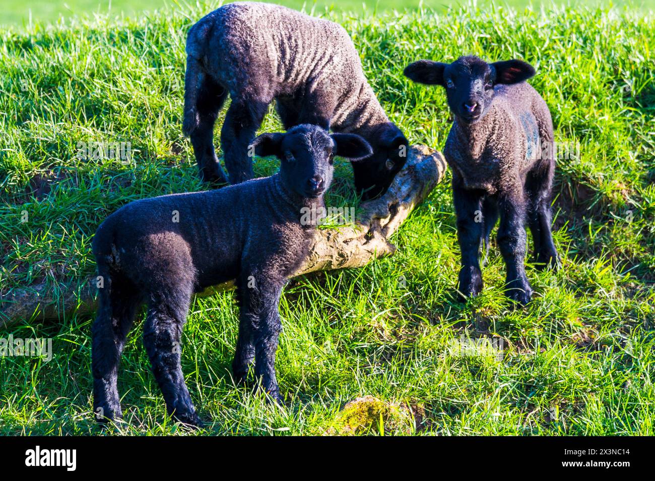 Newborn lambs in Dorset, England on a sunny spring evening with golden ...