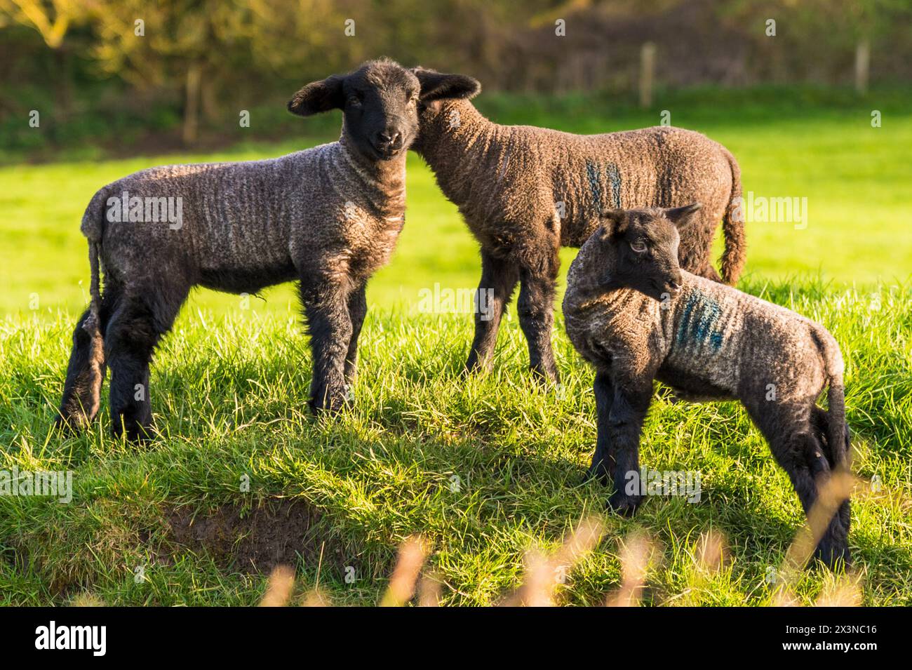 Newborn lambs in Dorset, England on a sunny spring evening with golden ...