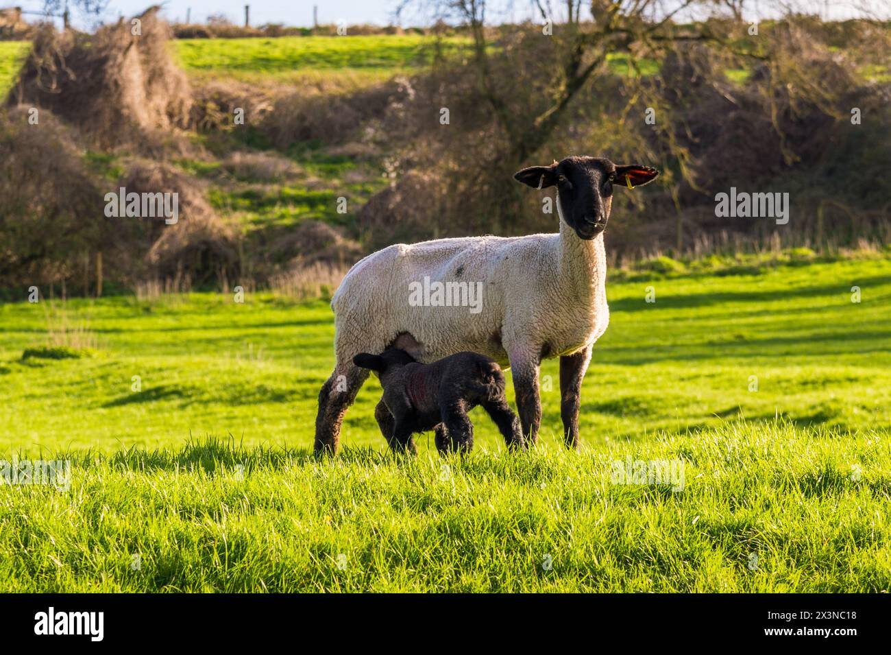 Newborn lambs in Dorset, England on a sunny spring evening with golden ...