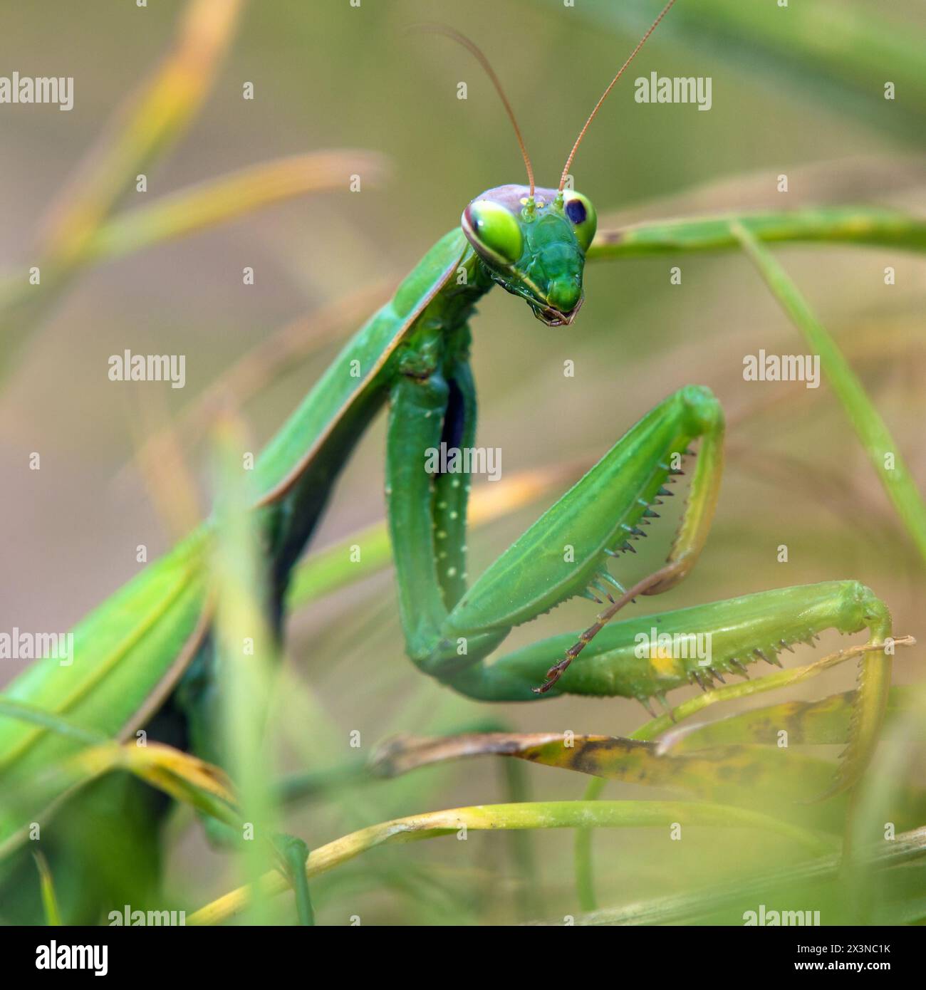 European Mantis or Praying Mantis in latin Mantis religiosa Stock Photo ...