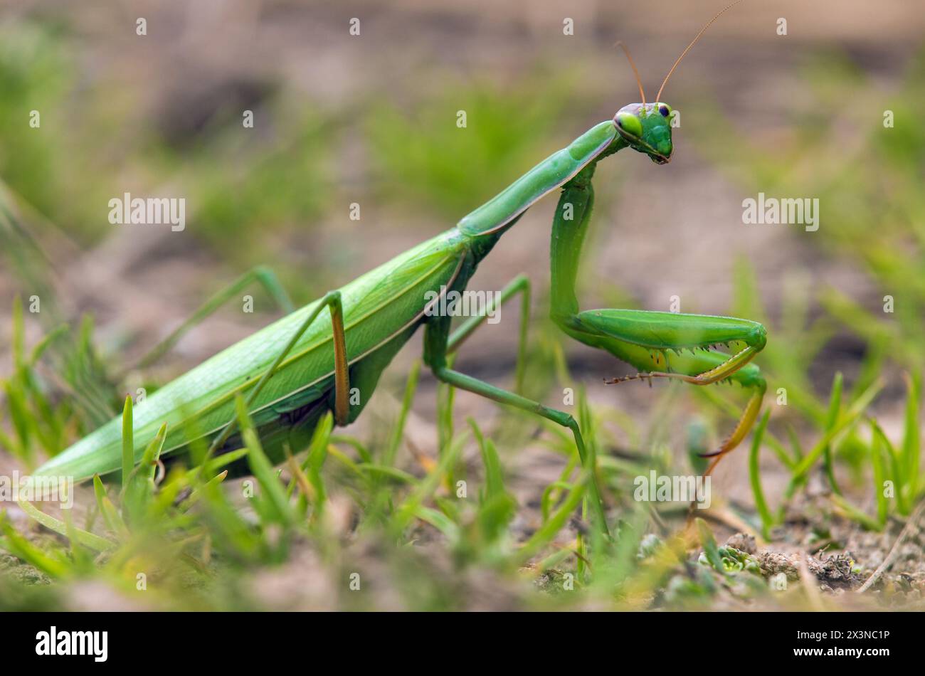 European Mantis or Praying Mantis in latin Mantis religiosa Stock Photo ...