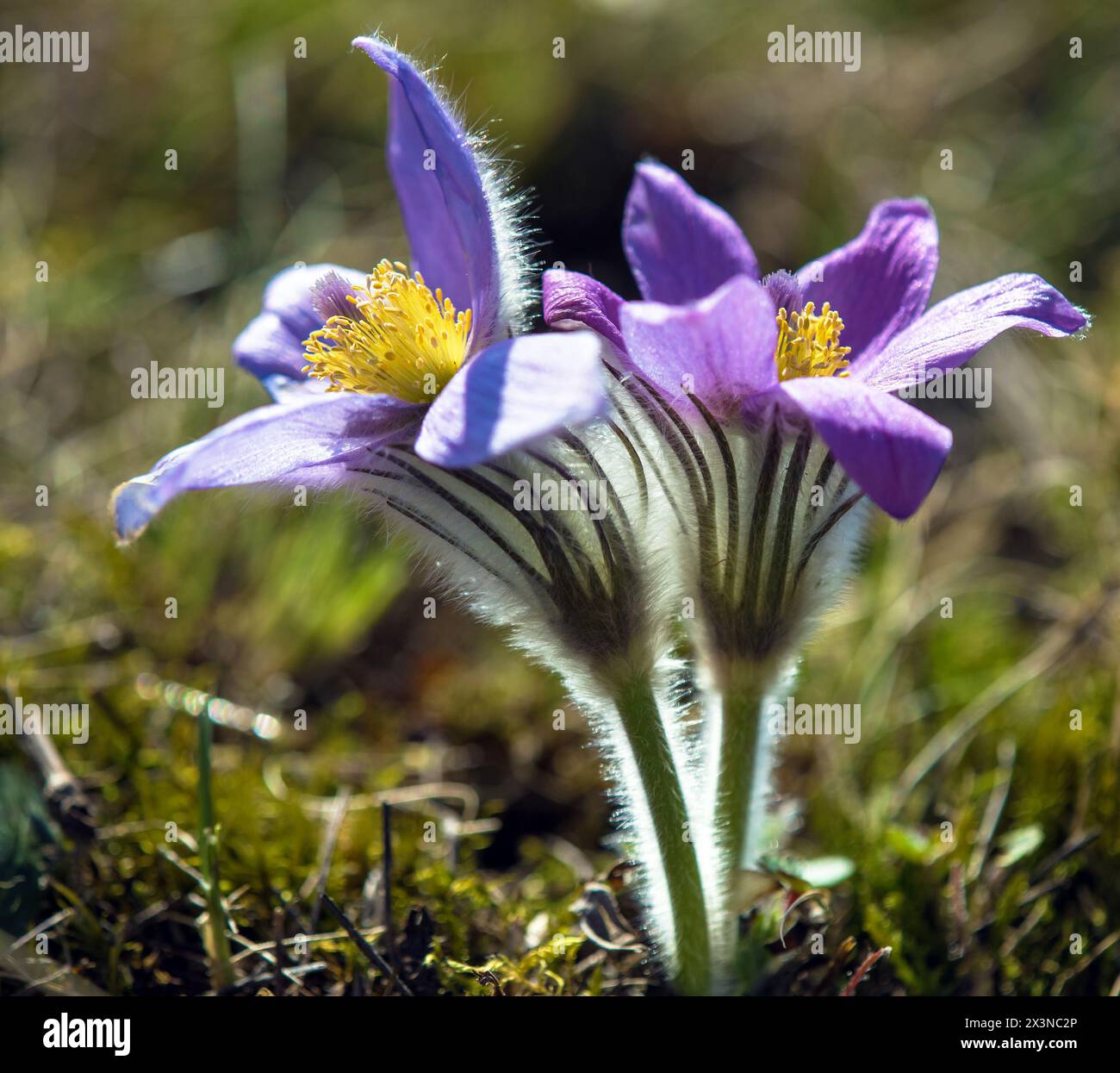 Pasqueflower, Beautiful blue flower of greater pasque flower or ...