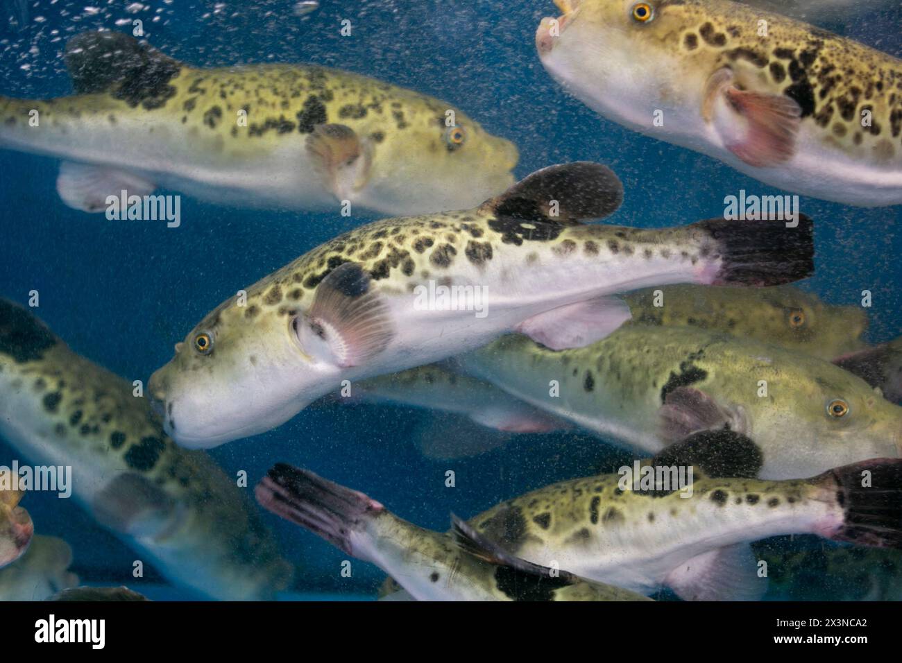 Fugu, or puffer fish, are luxury fish that are used as ingredients in ...
