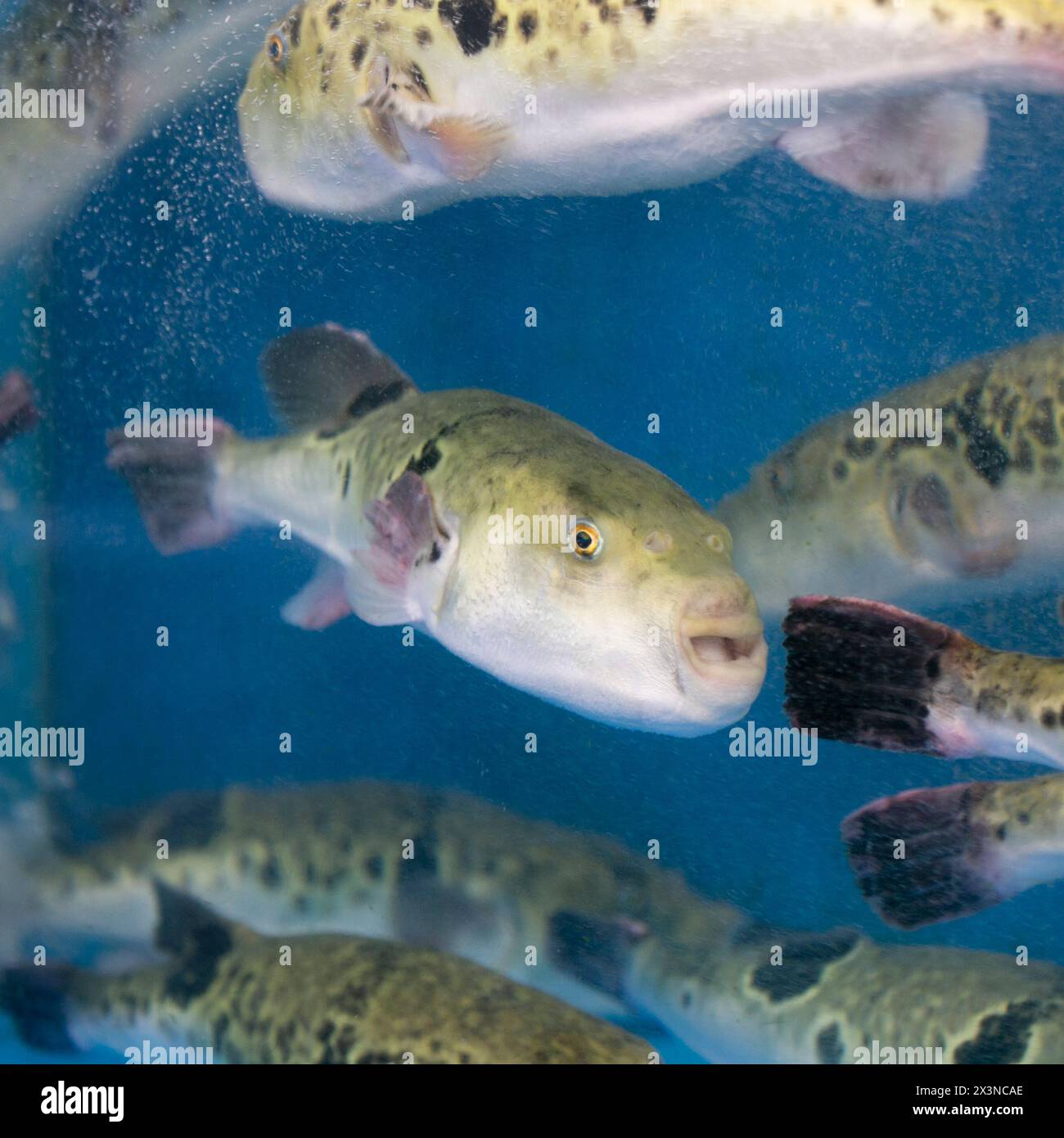 Fugu, or puffer fish, are luxury fish that are used as ingredients in ...