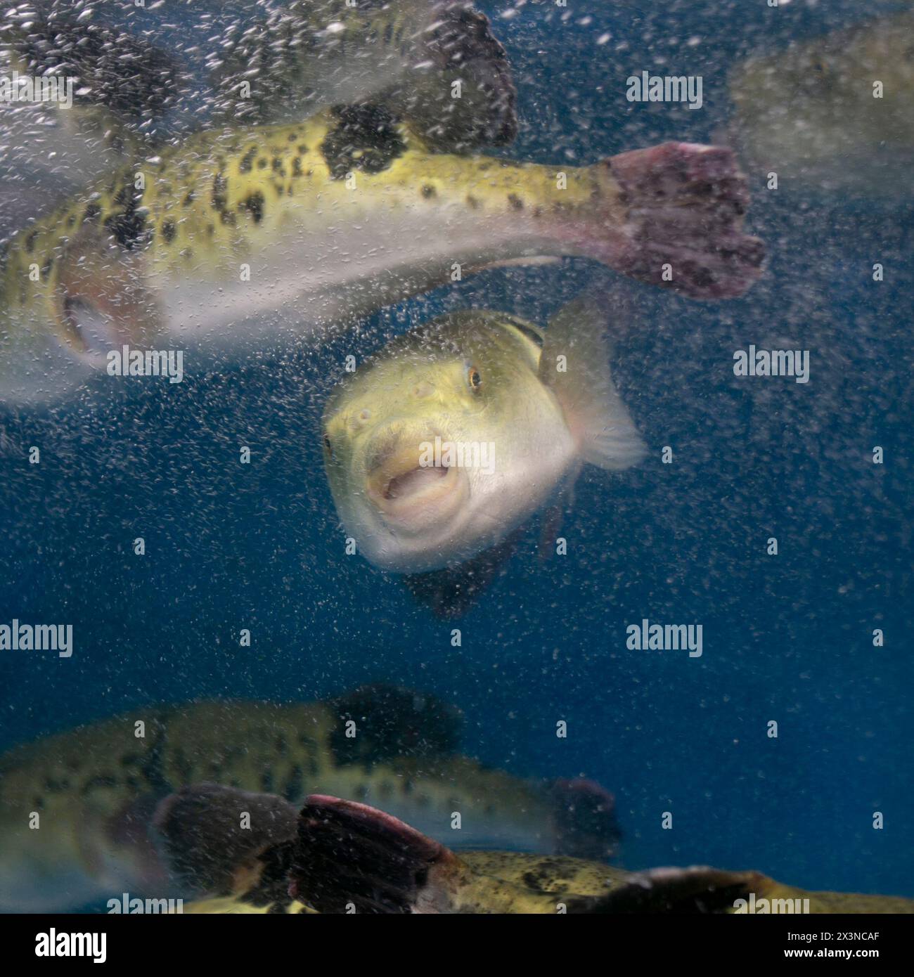 Fugu, or puffer fish, are luxury fish that are used as ingredients in ...