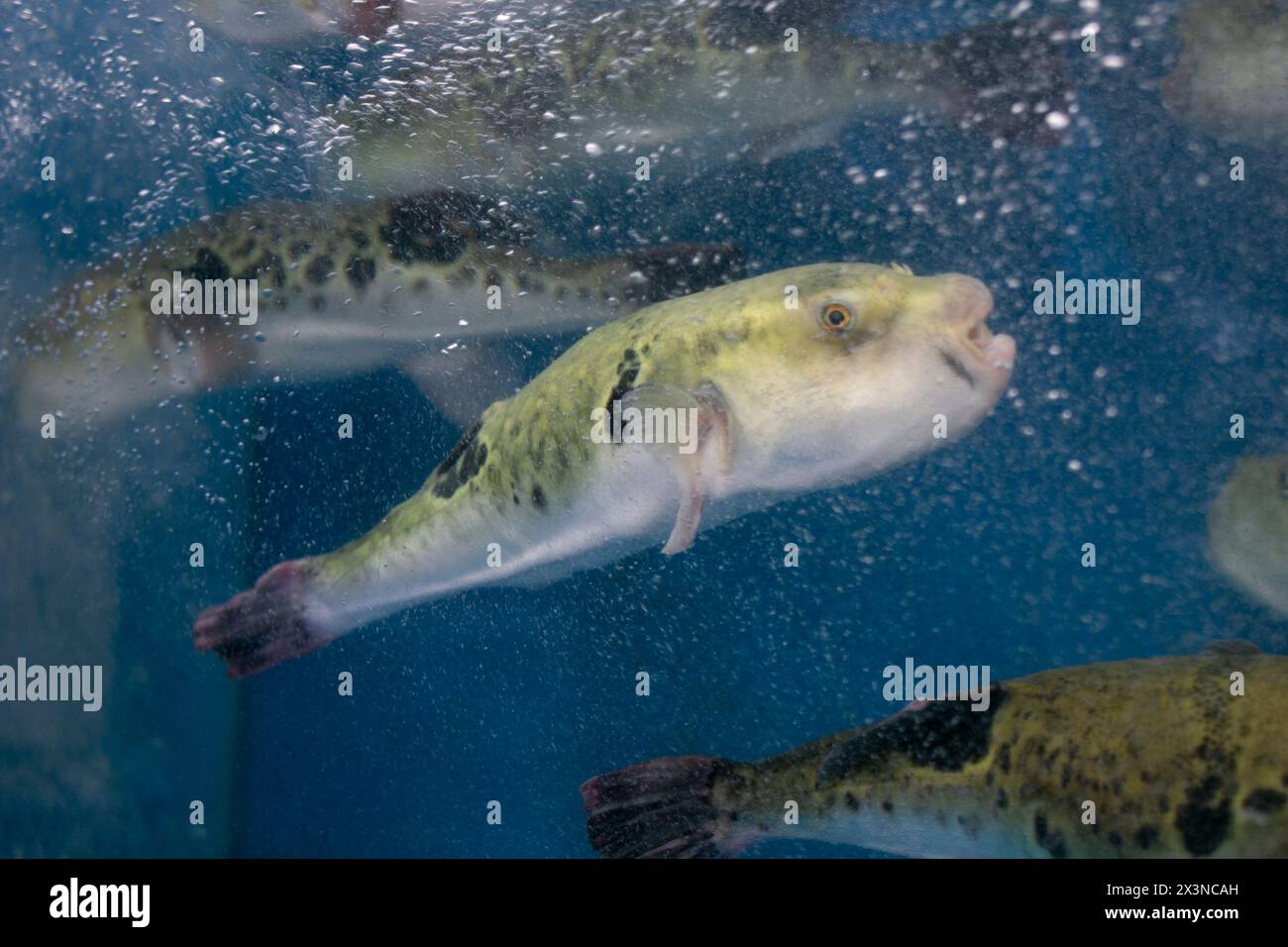 Fugu, or puffer fish, are luxury fish that are used as ingredients in ...