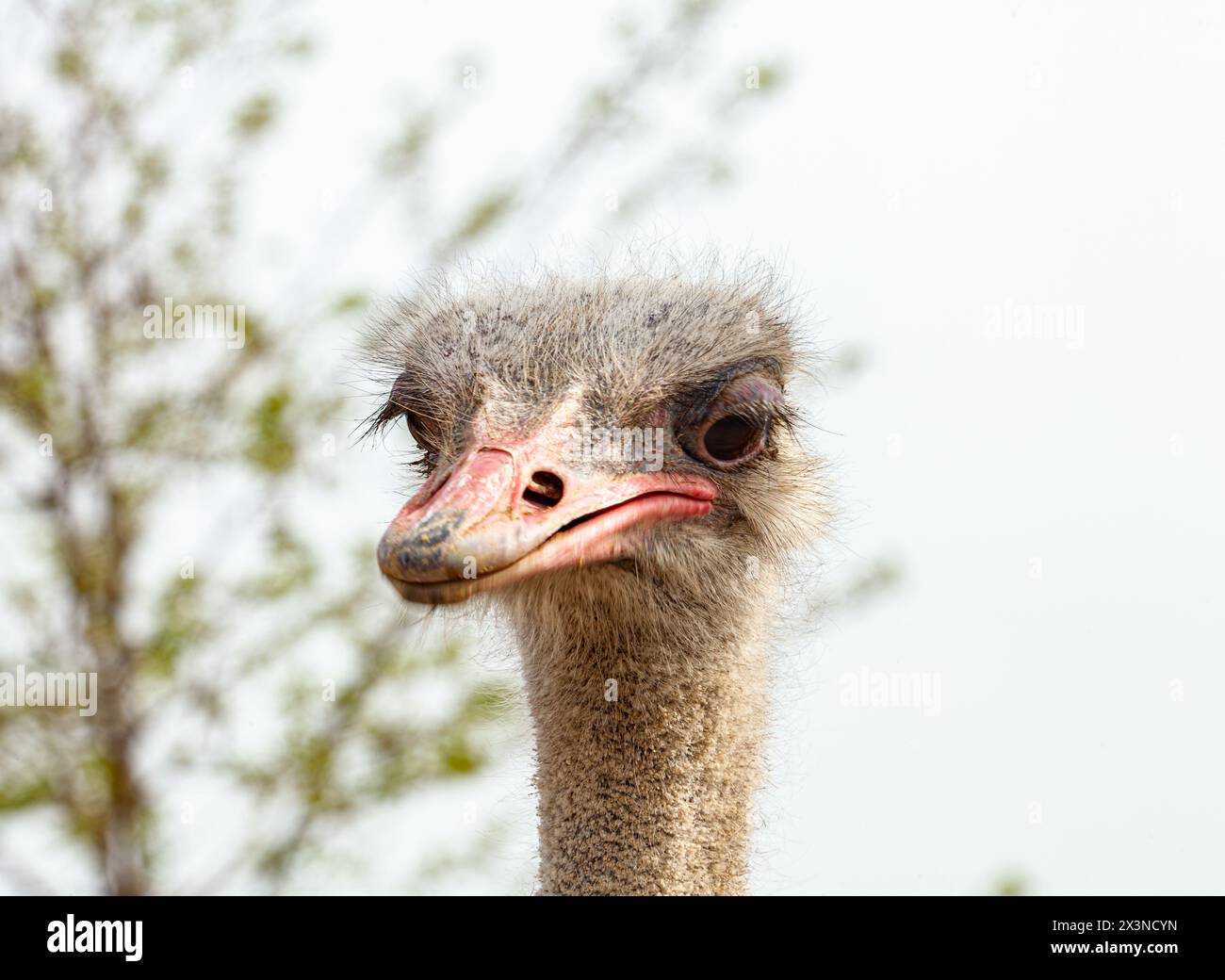 Common ostrich bird Struthio camelus head top view close-up with nature ...