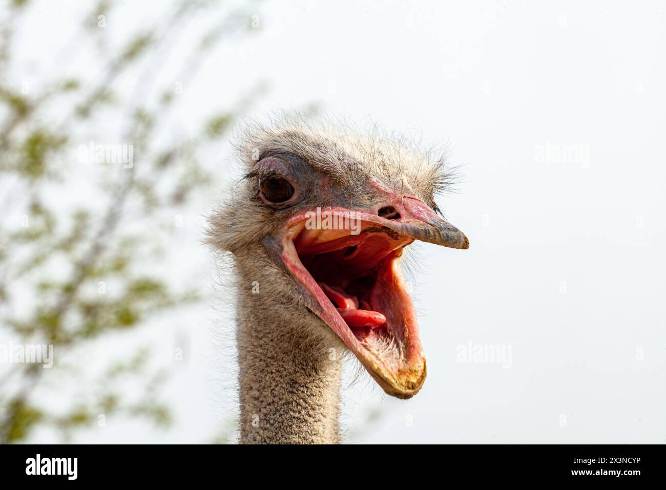 Portrait of one North African ostrich or red-necked ostrich Struthio ...