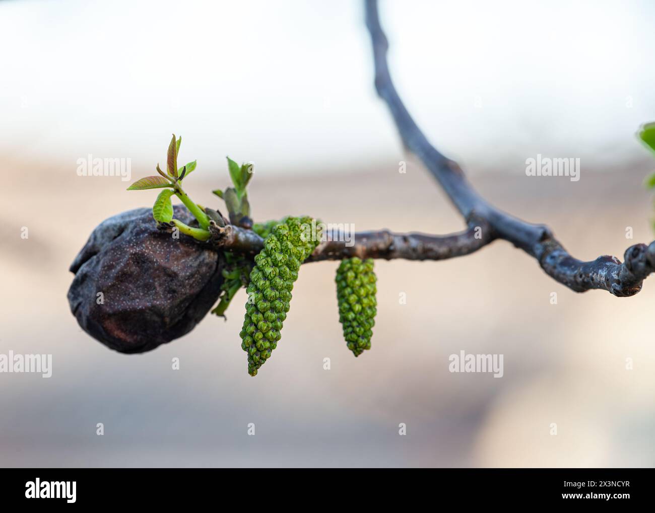 Walnut blooms. Walnuts young leaves and inflorescence on a city ...