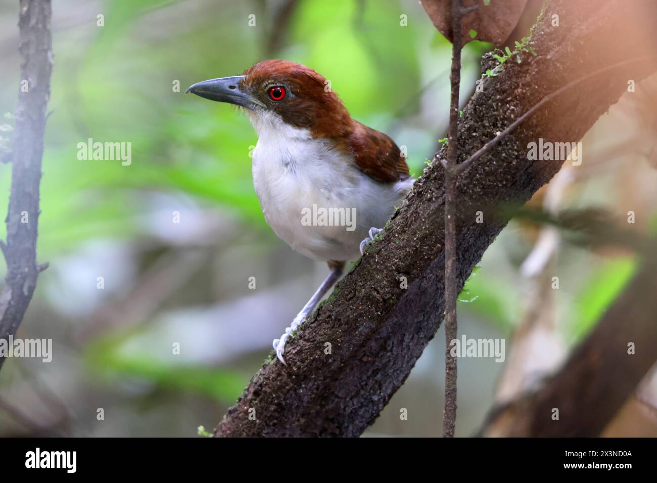 The great antshrike (Taraba major) is a passerine bird in subfamily ...