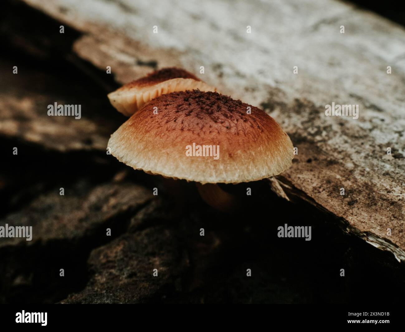 Top view of brown capped mushroom on a decayed log Stock Photo - Alamy