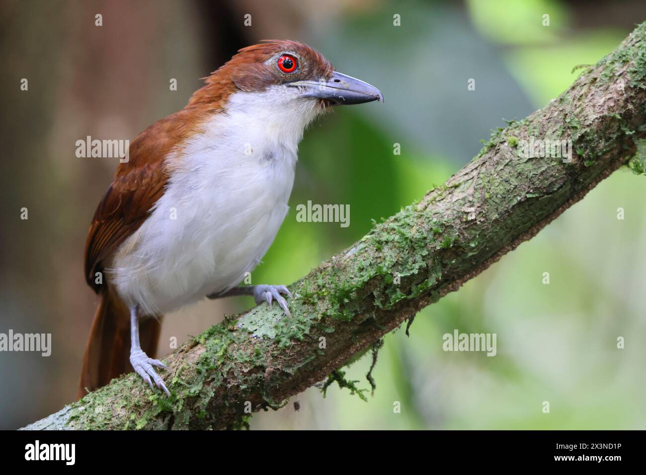 The great antshrike (Taraba major) is a passerine bird in subfamily ...