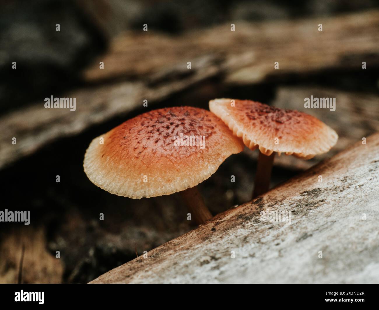 Top view of brown capped mushroom on a decayed log Stock Photo - Alamy