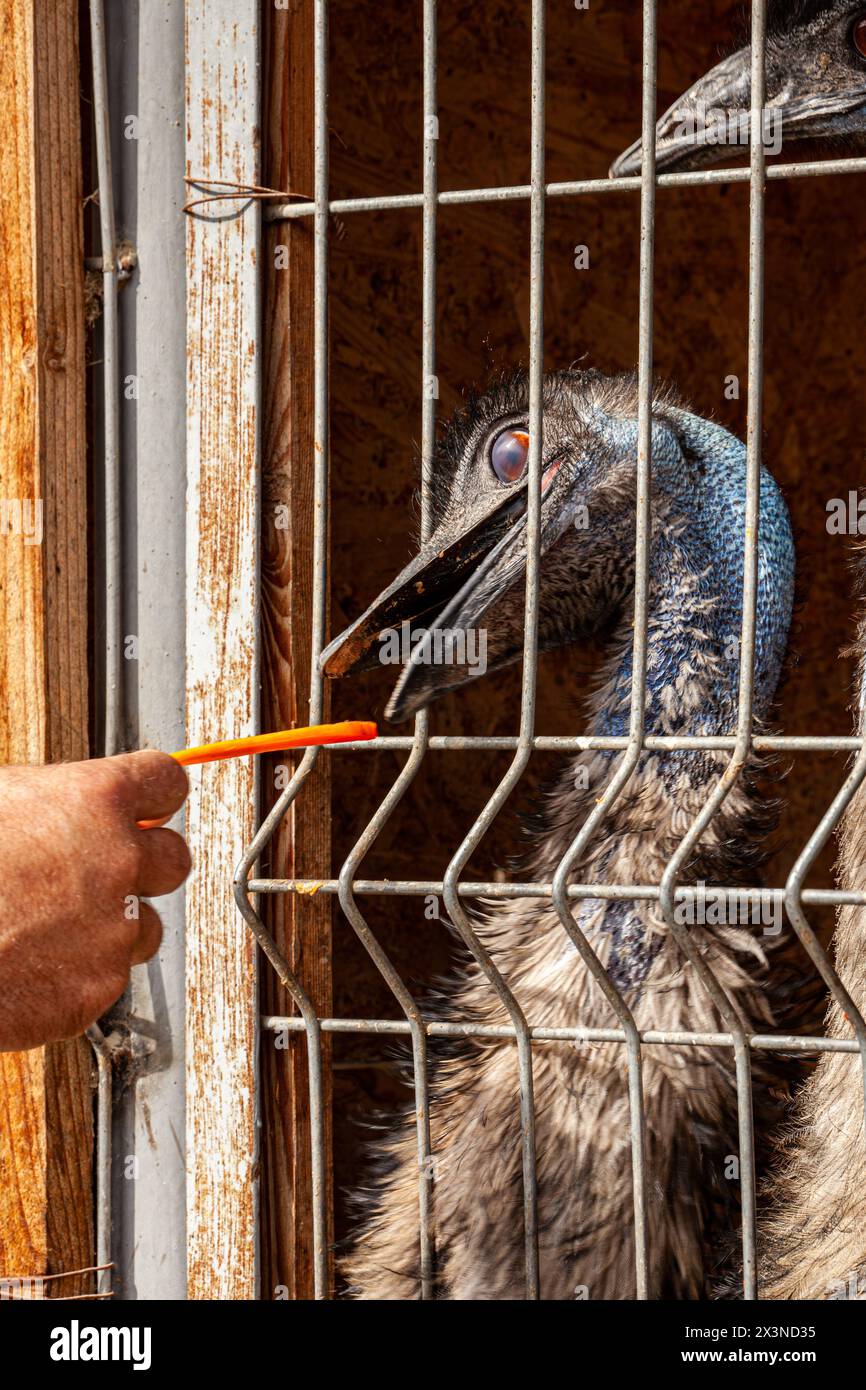 ostrich takes food from a woman's hand, feeding an ostrich at the zoo ...
