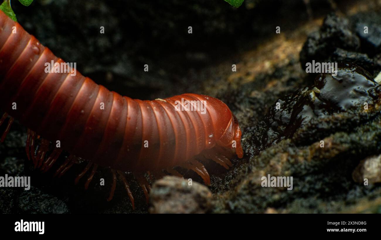 Millipede crawling on wet ground hi-res stock photography and images ...