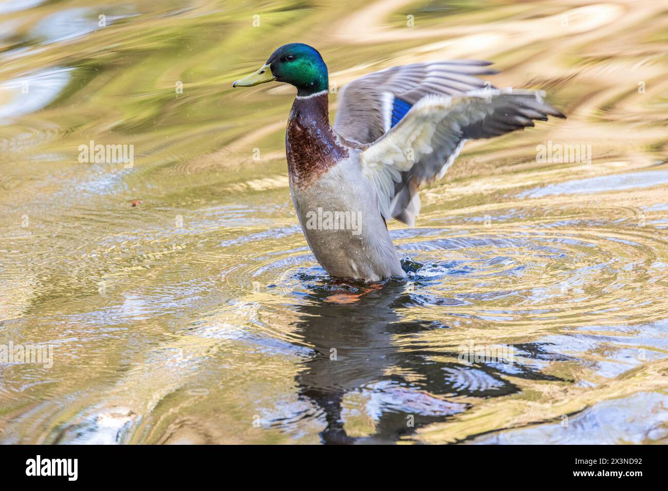 Flying up duck lake hi-res stock photography and images - Alamy