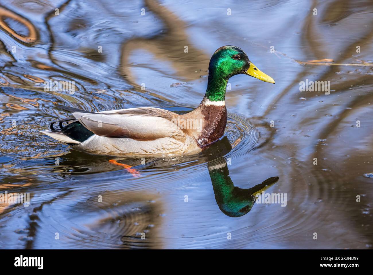 Flying up duck lake hi-res stock photography and images - Alamy