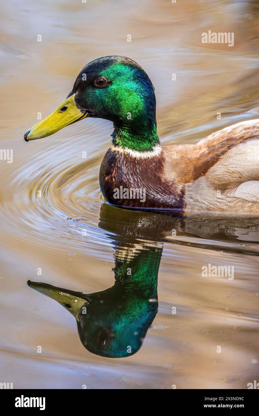 Wild duck swims in a forest lake Stock Photo - Alamy