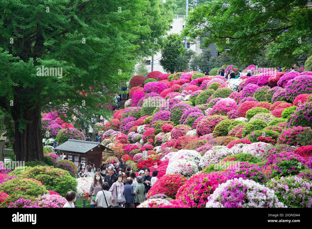 Beautiful Azalea flower season in Japan Stock Photo - Alamy
