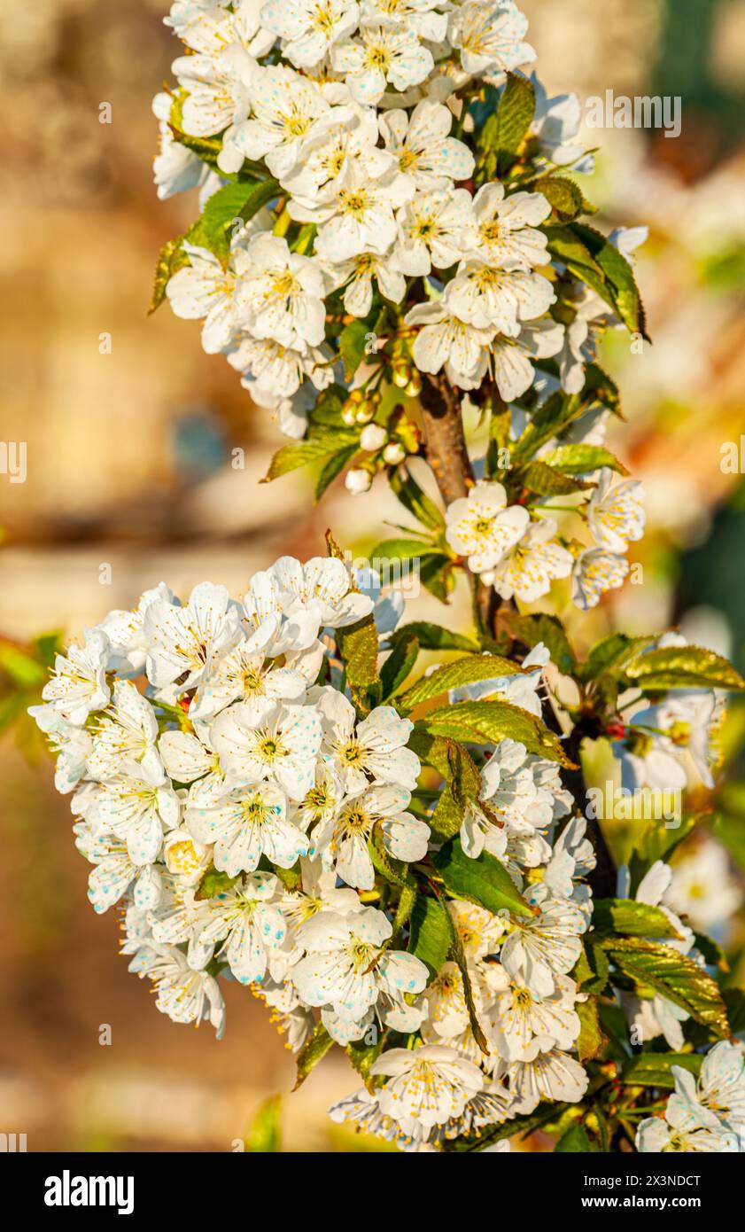 Beautiful pear tree branch with sun. the seed-bearing part of a plant ...