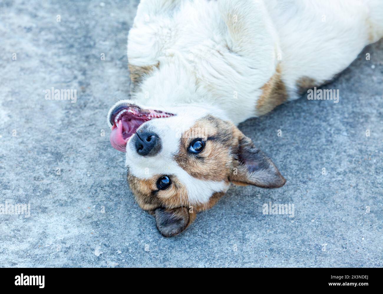 Aspiring dog hi-res stock photography and images - Alamy