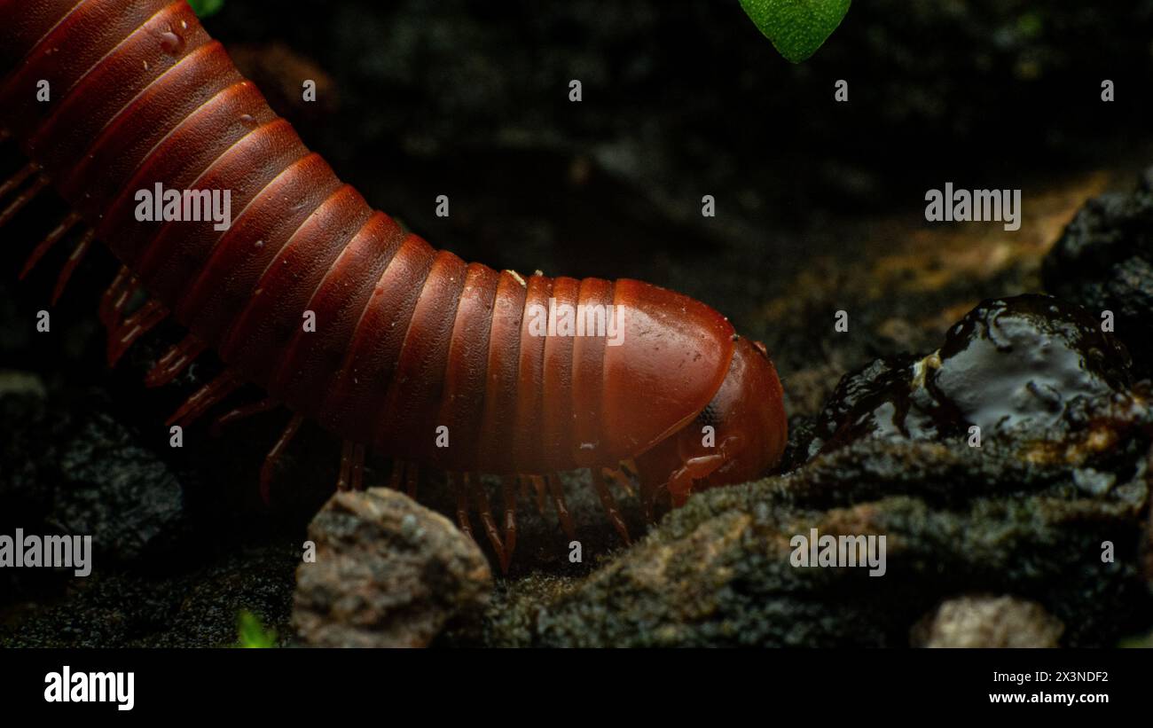 Millipede crawling on wet ground hi-res stock photography and images ...
