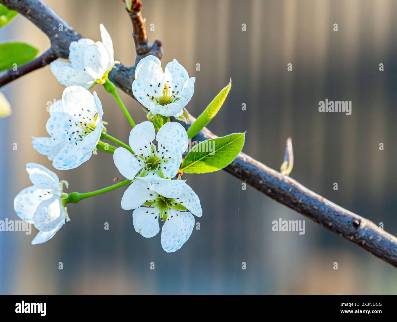 White blossoms on tree hi-res stock photography and images - Alamy