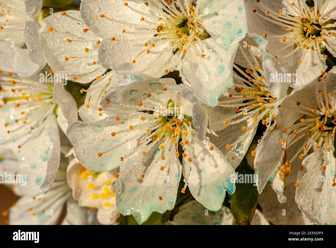 Plum tree blossoms hi-res stock photography and images - Alamy