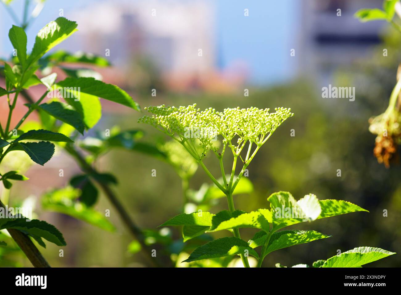 Flowers beginning to bloom on a branch of the Sambucus nigra plant from ...