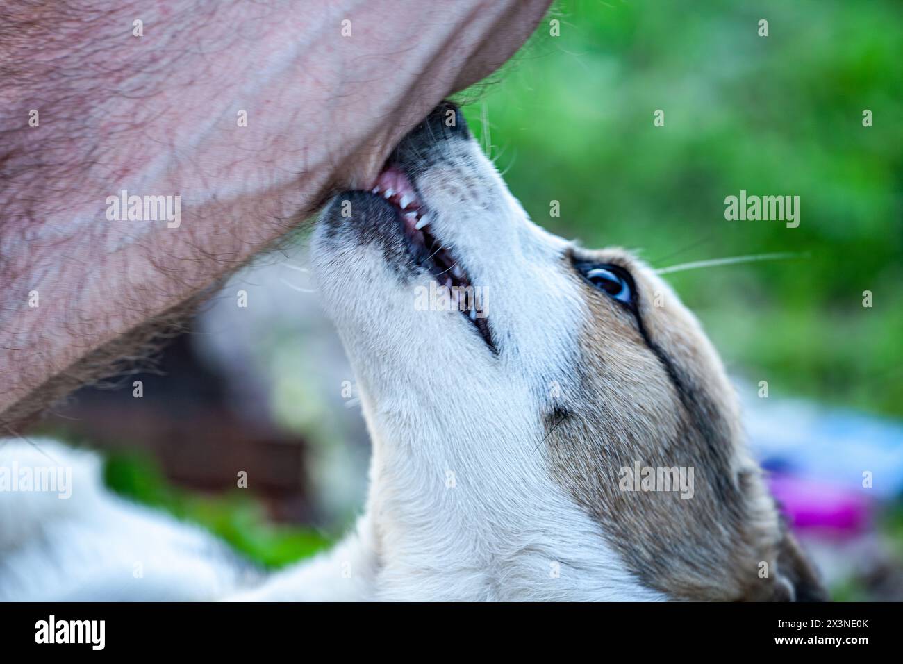 picture of a dog biting a man's hand Stock Photo - Alamy