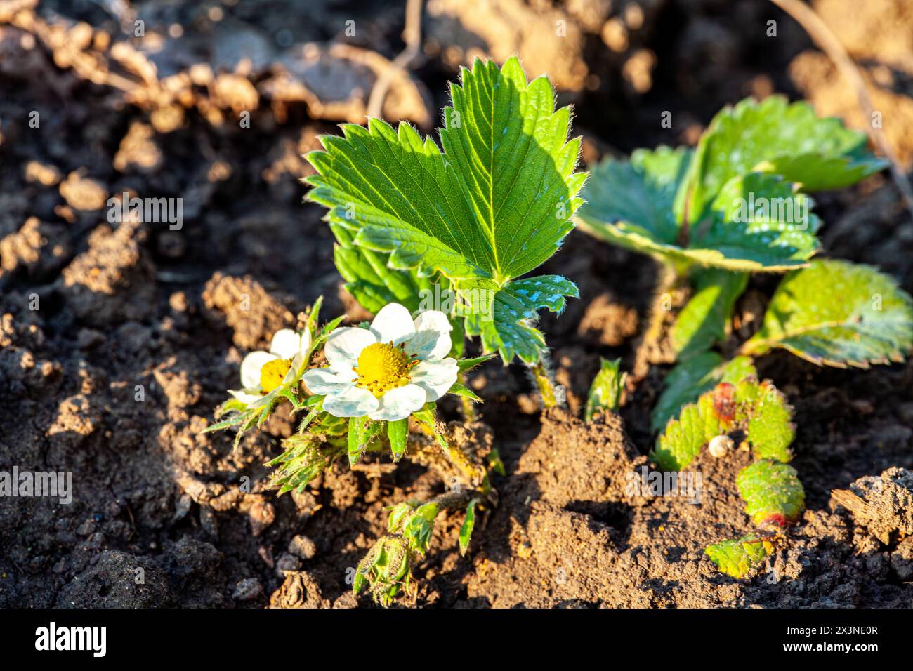 Photography on theme beautiful berry branch strawberry bush with ...
