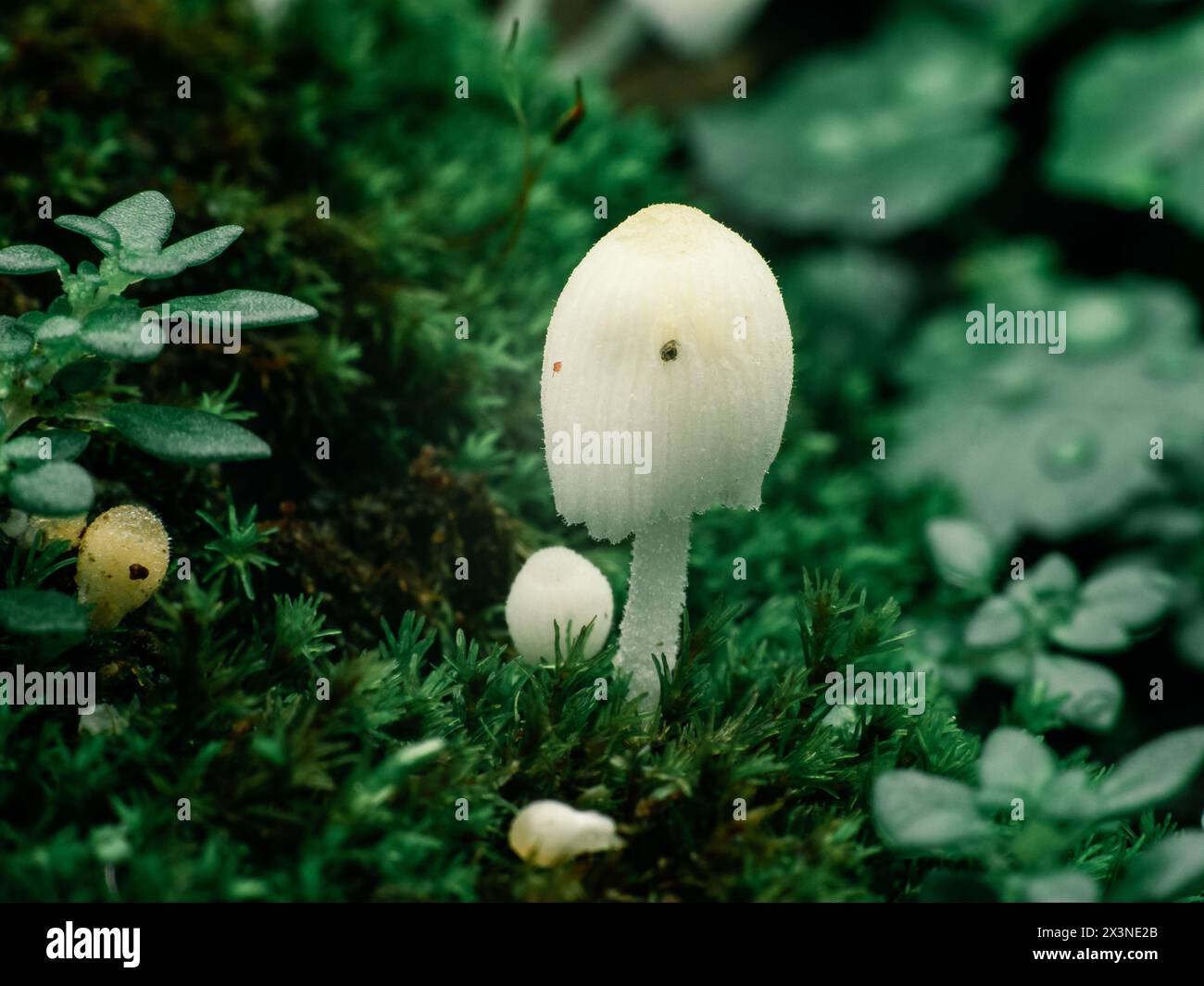 small white mushrooms growing around clusters of moss Stock Photo - Alamy