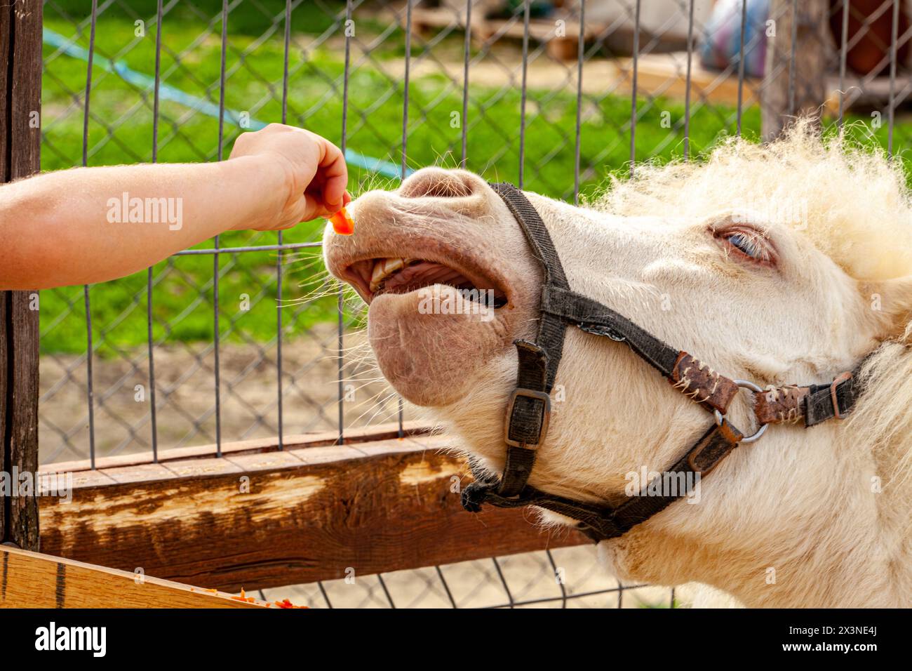 Close-up of teeth of black pony eating carrot from hand behind metal ...