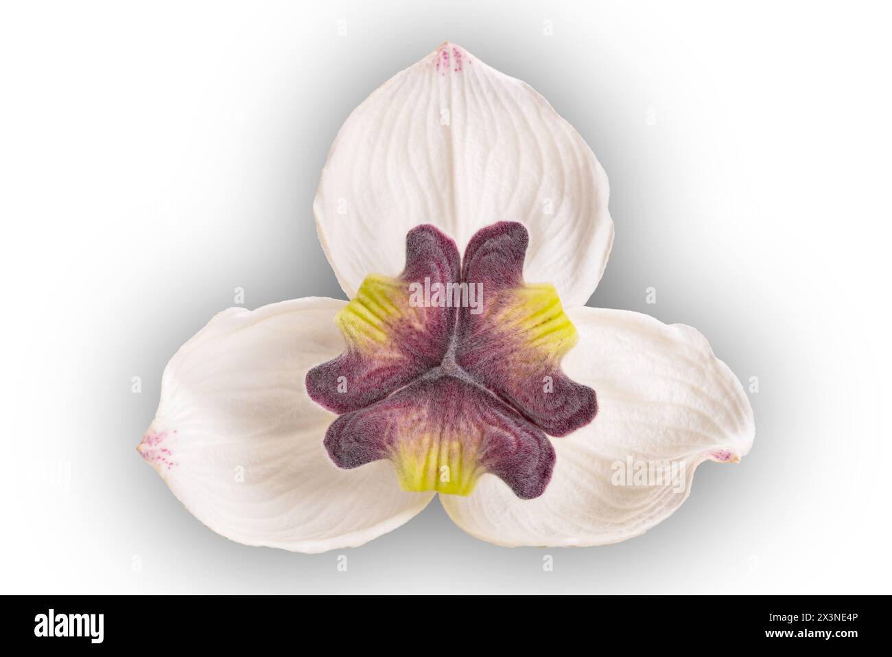 View of Mitrephora sirikitiae flower, the rare flower in high altitude ...