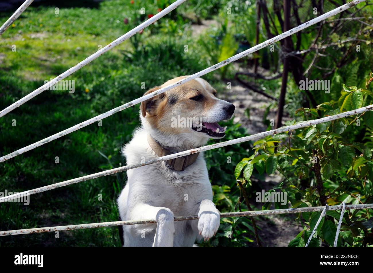 A red yard domestic dog with very sad, intelligent eyes is waiting for ...