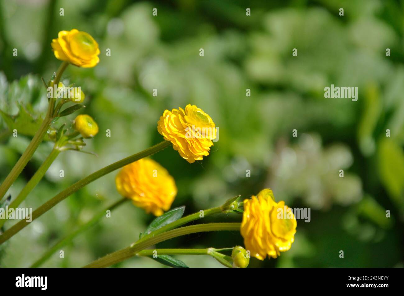 Thin stalk hi-res stock photography and images - Alamy