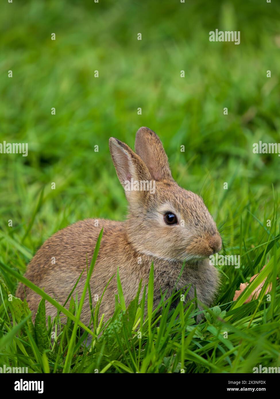 A Wild Rabbit Feeding on Grass Stock Photo - Alamy