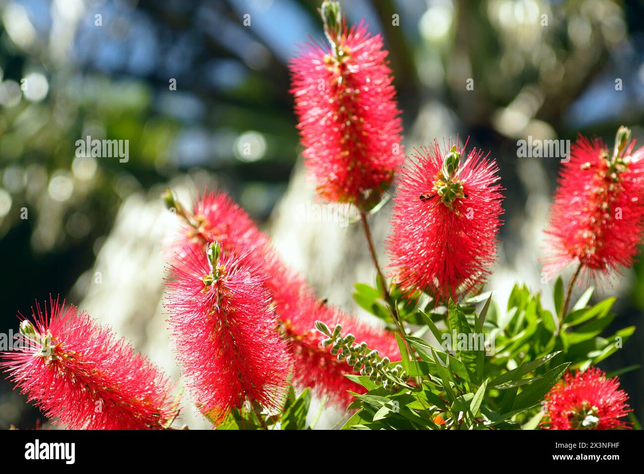 Bright red exotic callistemon flowers and bush leaves close-up Stock ...