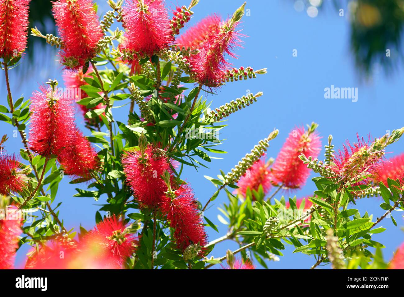 Branches of a blooming callistemon against the blue sky Stock Photo - Alamy