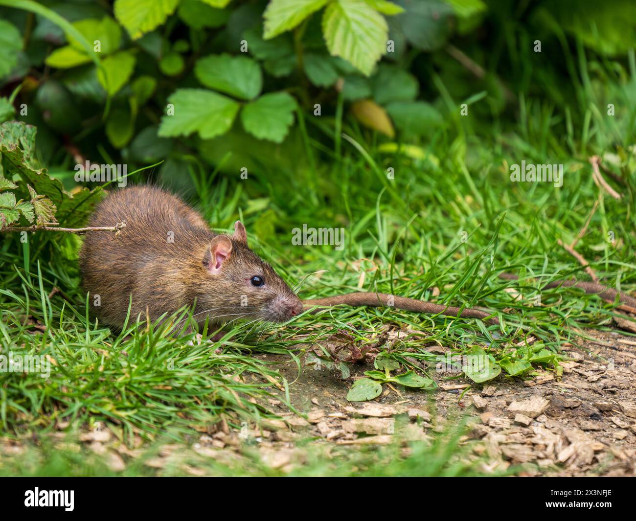 A Brown Rat Feeding on the Ground Stock Photo - Alamy