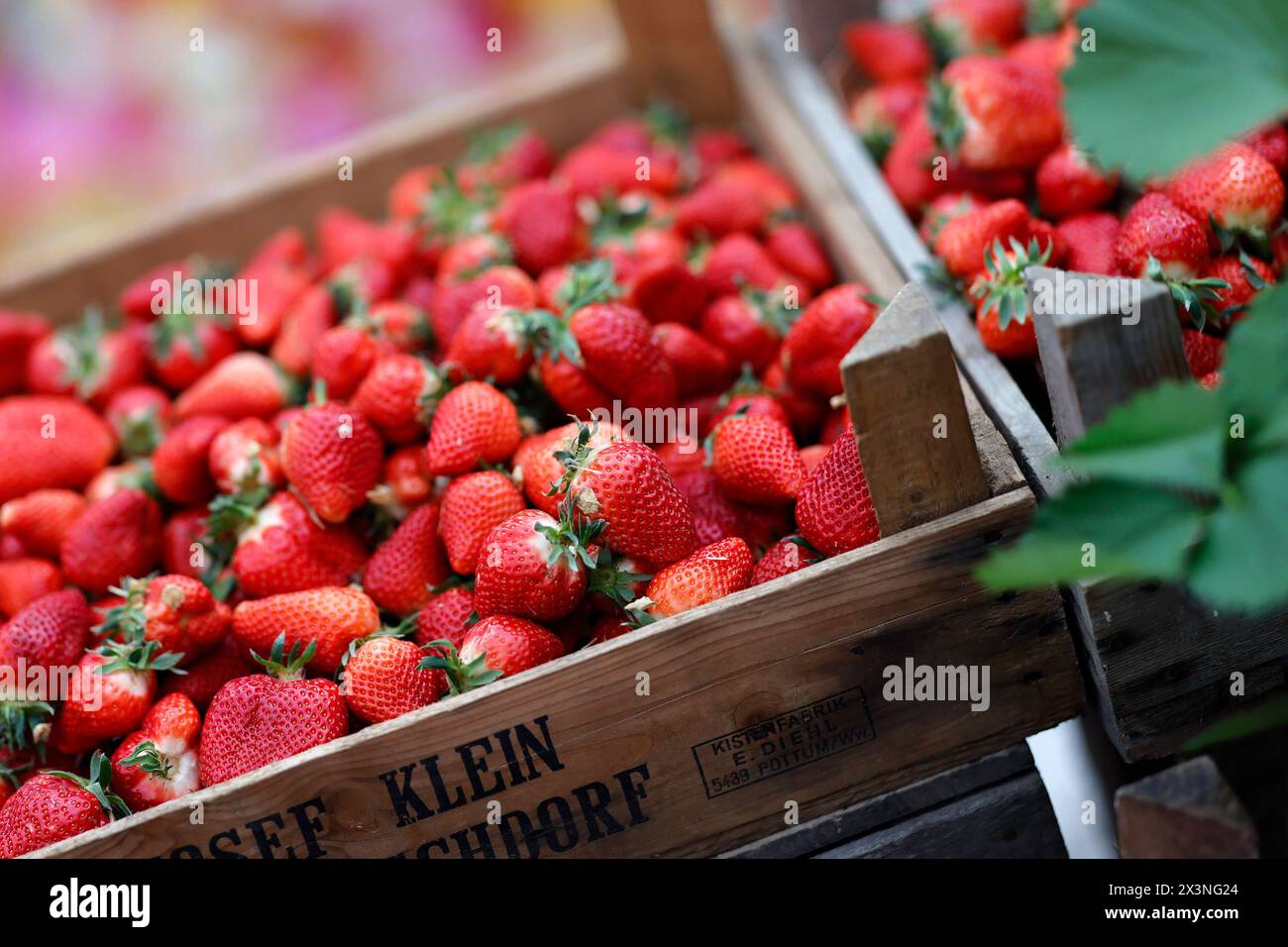Frische Erdbeeren beim Erdbeer- und Spargelfest auf dem ...