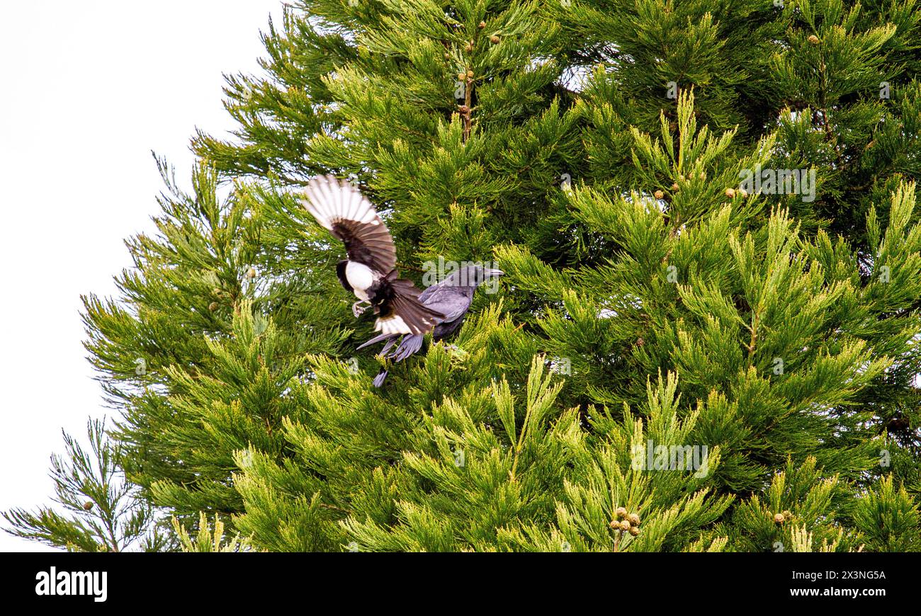 Crow attack hi-res stock photography and images - Alamy