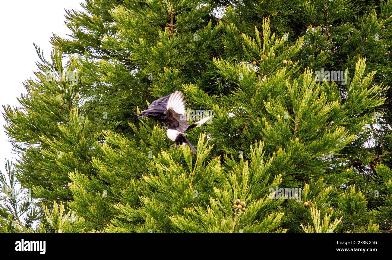 Crow attack hi-res stock photography and images - Alamy