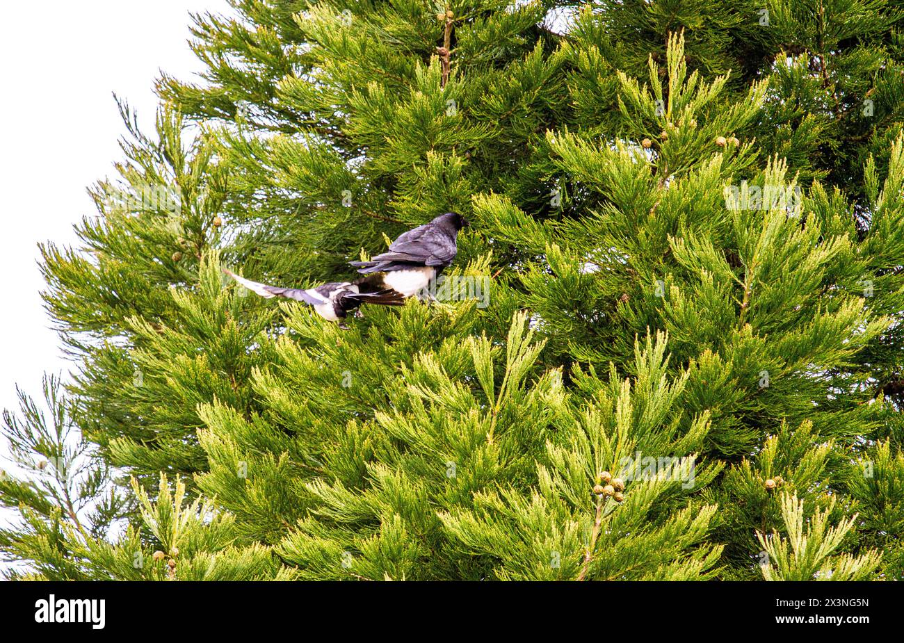 Crow attack hi-res stock photography and images - Alamy