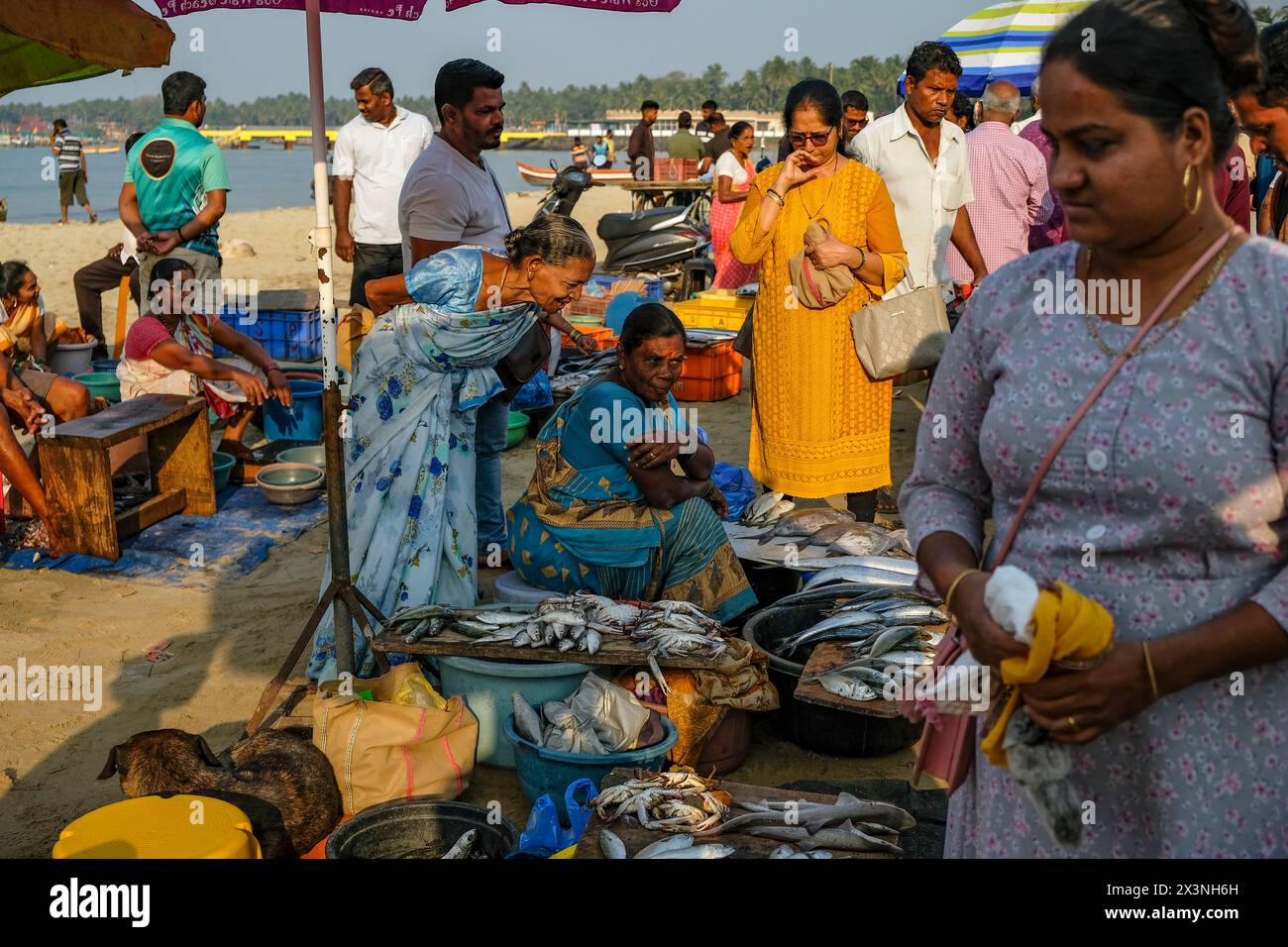 Malvan, India - February 7, 2024: A woman selling fish at the Malvan ...