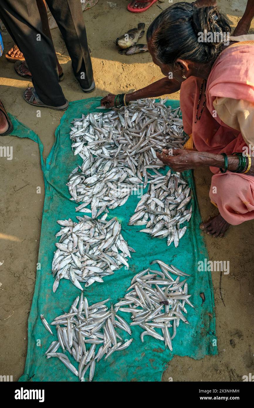 Malvan, India - February 7, 2024: A woman selling fish at the Malvan ...