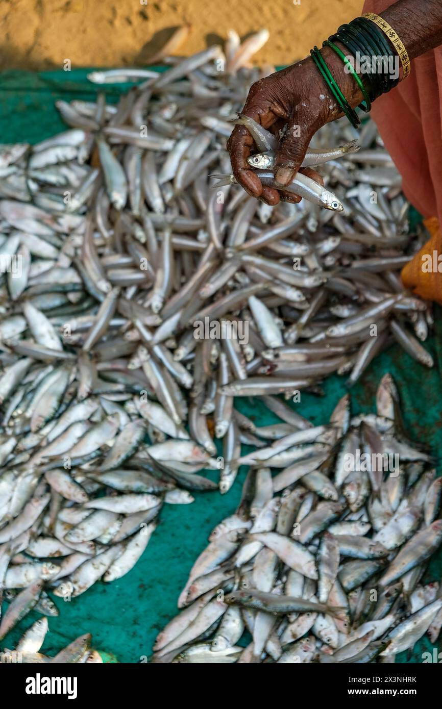 Malvan, India - February 7, 2024: A woman selling fish at the Malvan ...