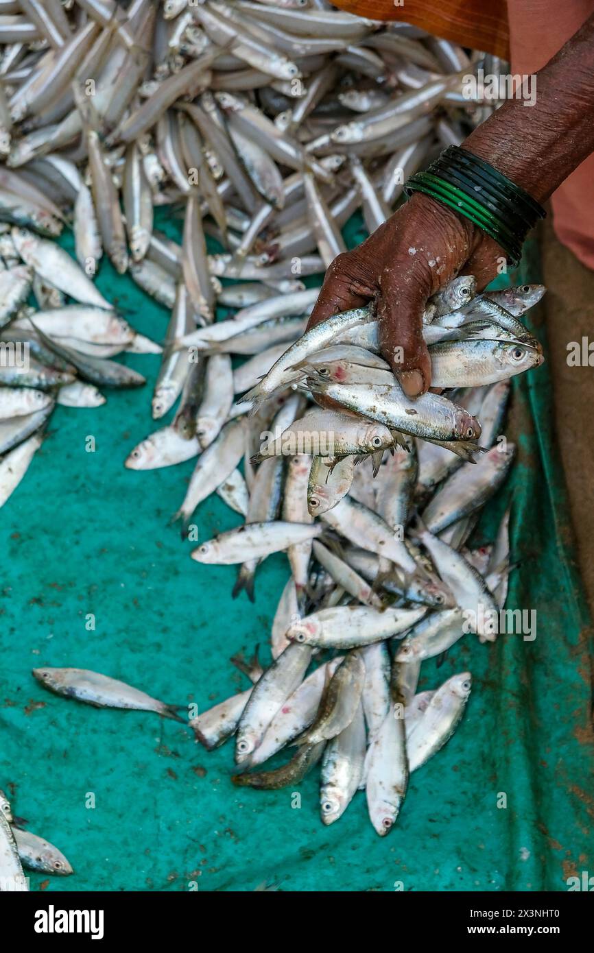 Malvan, India - February 7, 2024: A woman selling fish at the Malvan ...
